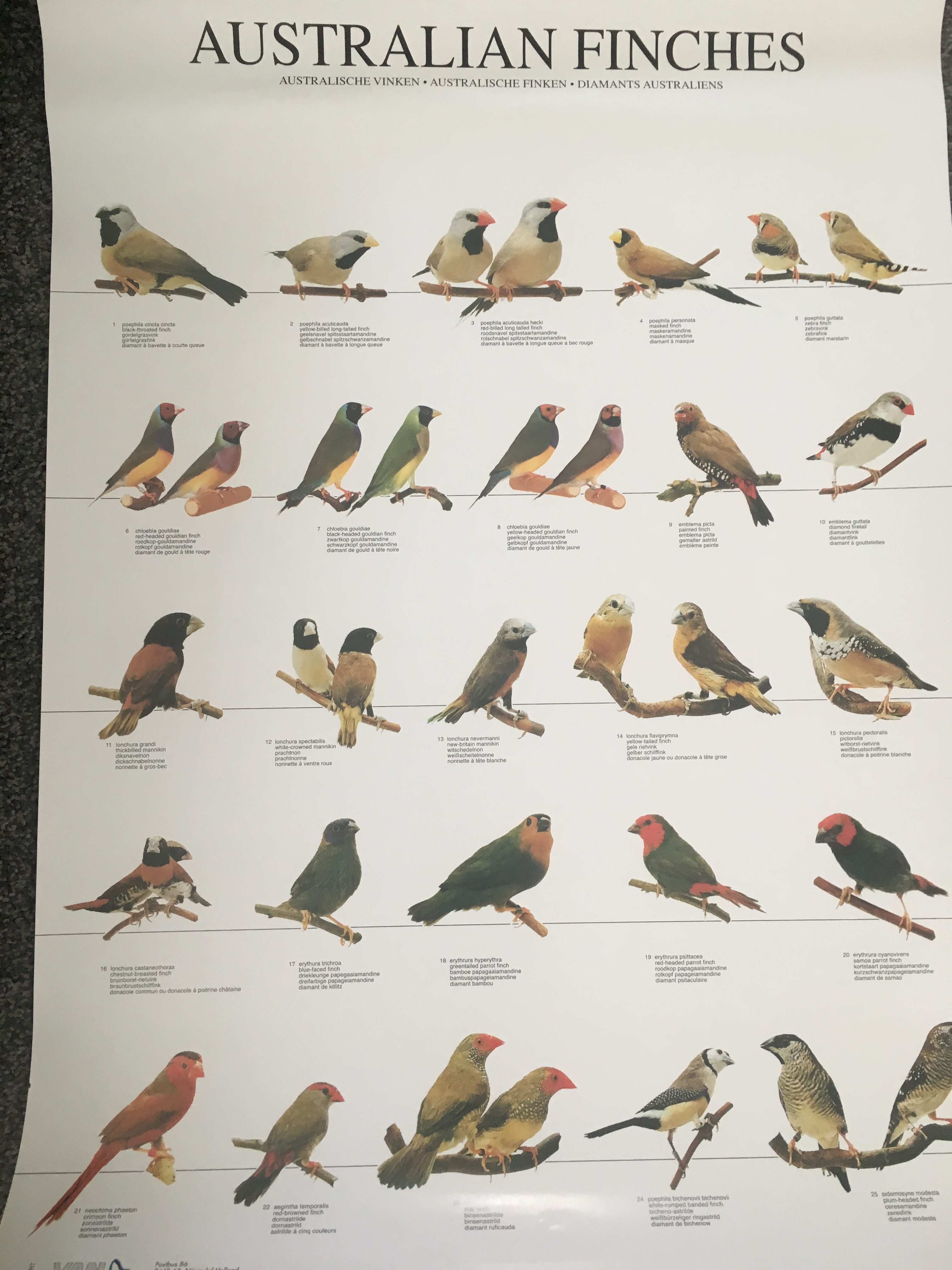 Australian Finches Poster Ideal T And For Birdrooms Fab Finches Uk